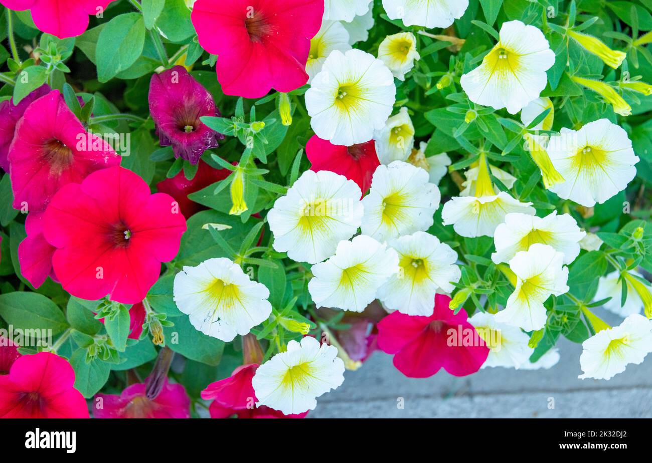 Dwarf petunia hi-res stock photography and images - Alamy