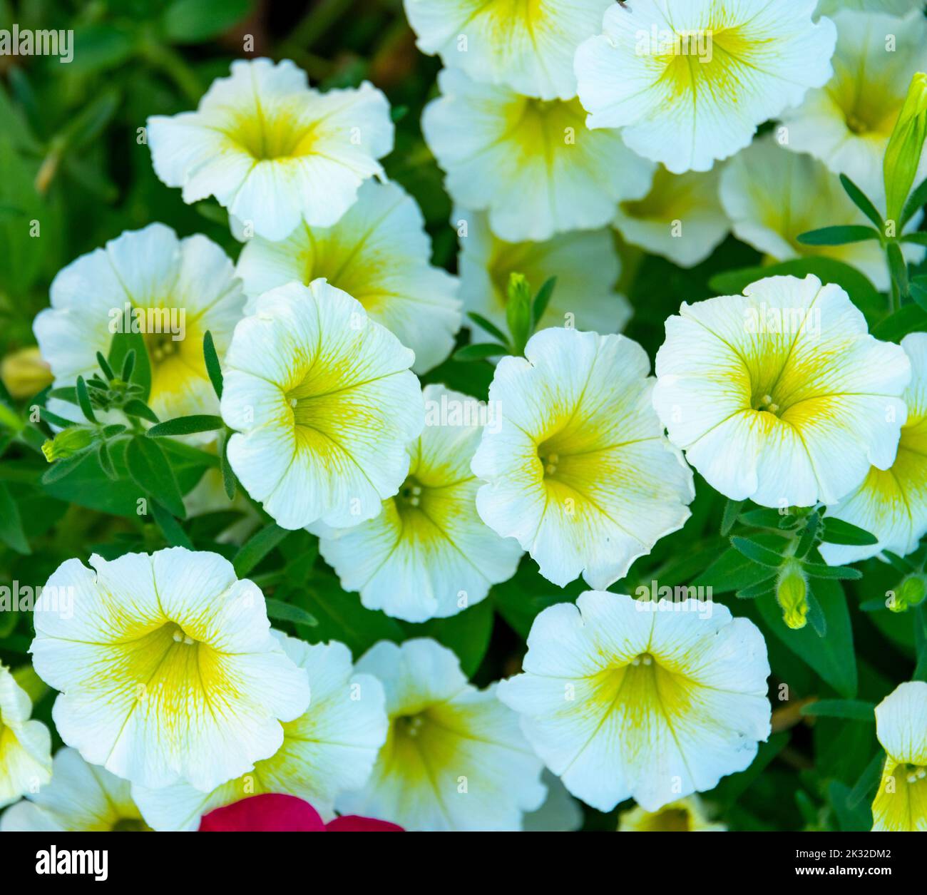 Blooming dwarf glory flowers Stock Photo - Alamy