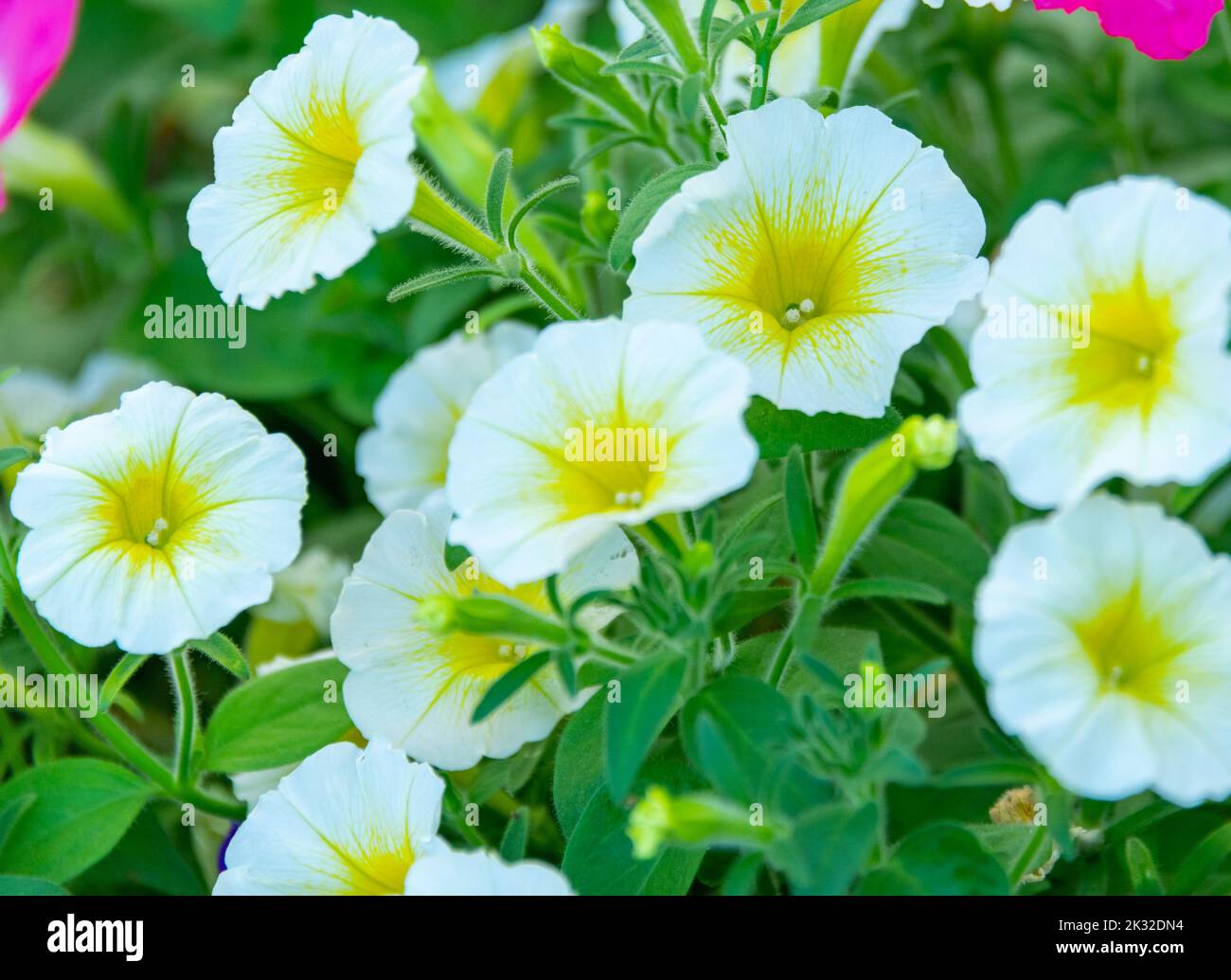 Blooming dwarf glory flowers Stock Photo - Alamy
