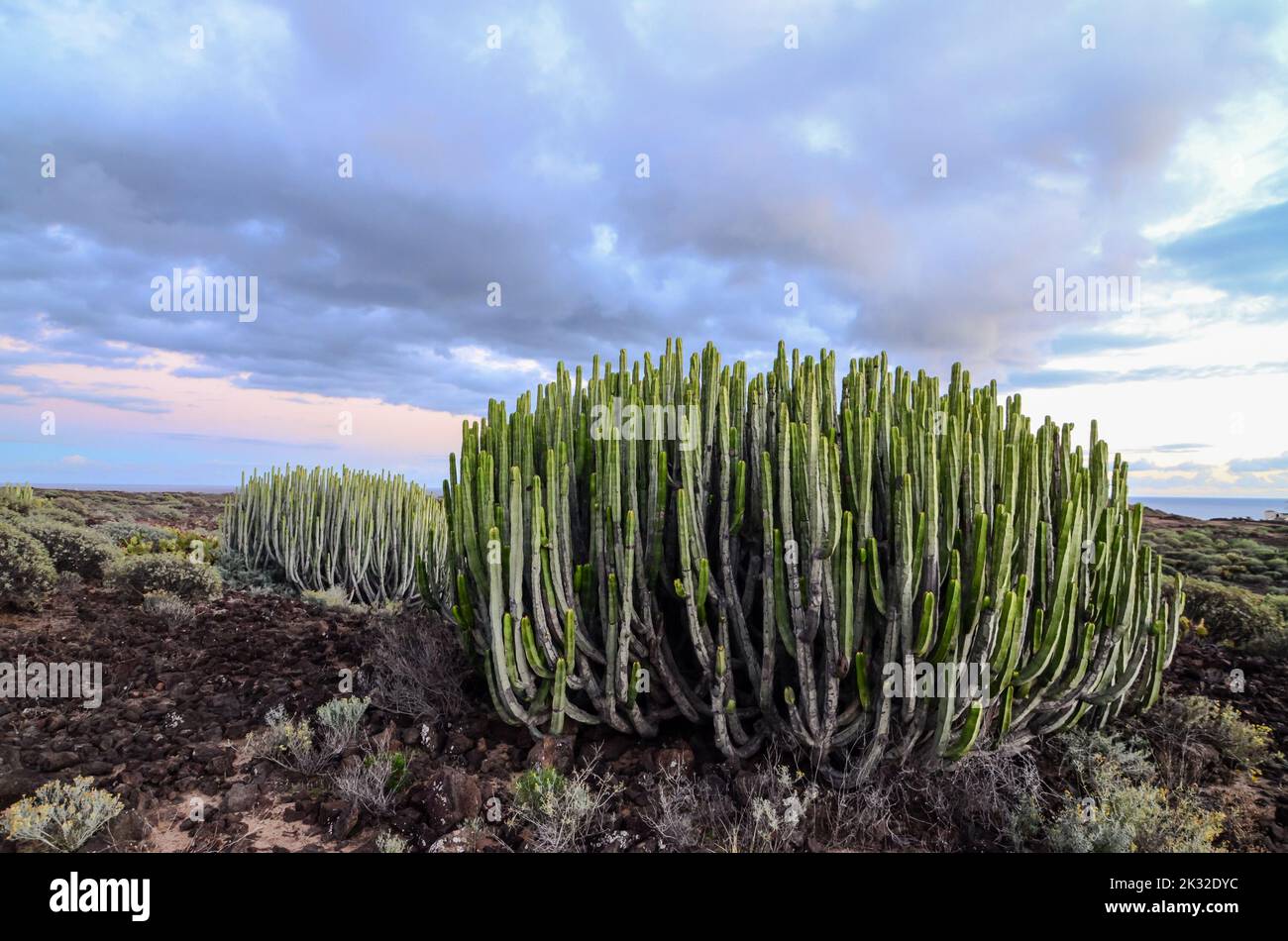 The landscape of Mexican Giant Cactus plants in a desert under the ...