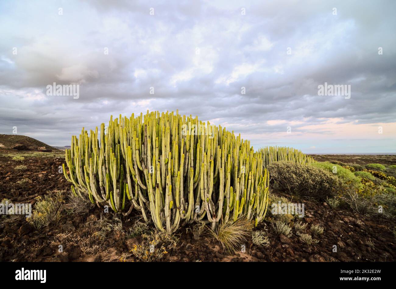 The landscape of Mexican Giant Cactus plants in a desert under the ...