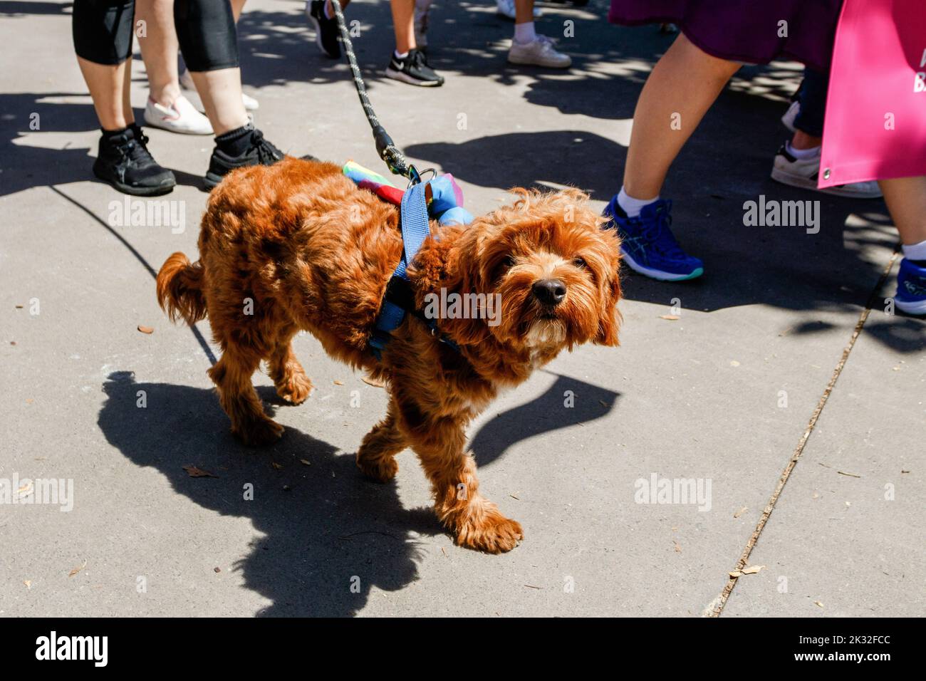 Rainbow lgbt pride animals hi-res stock photography and images - Alamy
