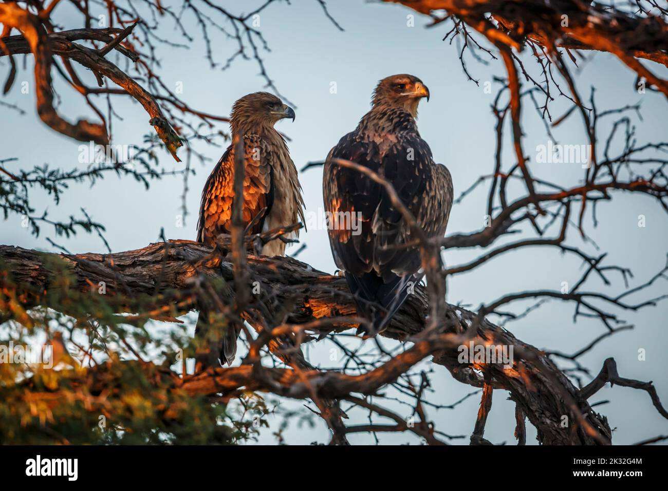 Two Tawny Eagle adult and juvenile in a tree in Kgalagadi transfrontier ...