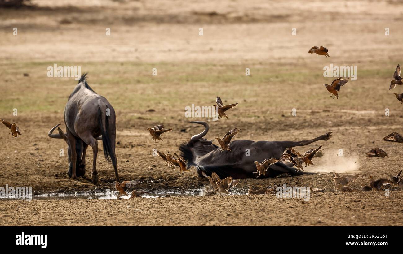 Group of Namaqua sandgrouse flying over Blue wildebeest grooming on ...