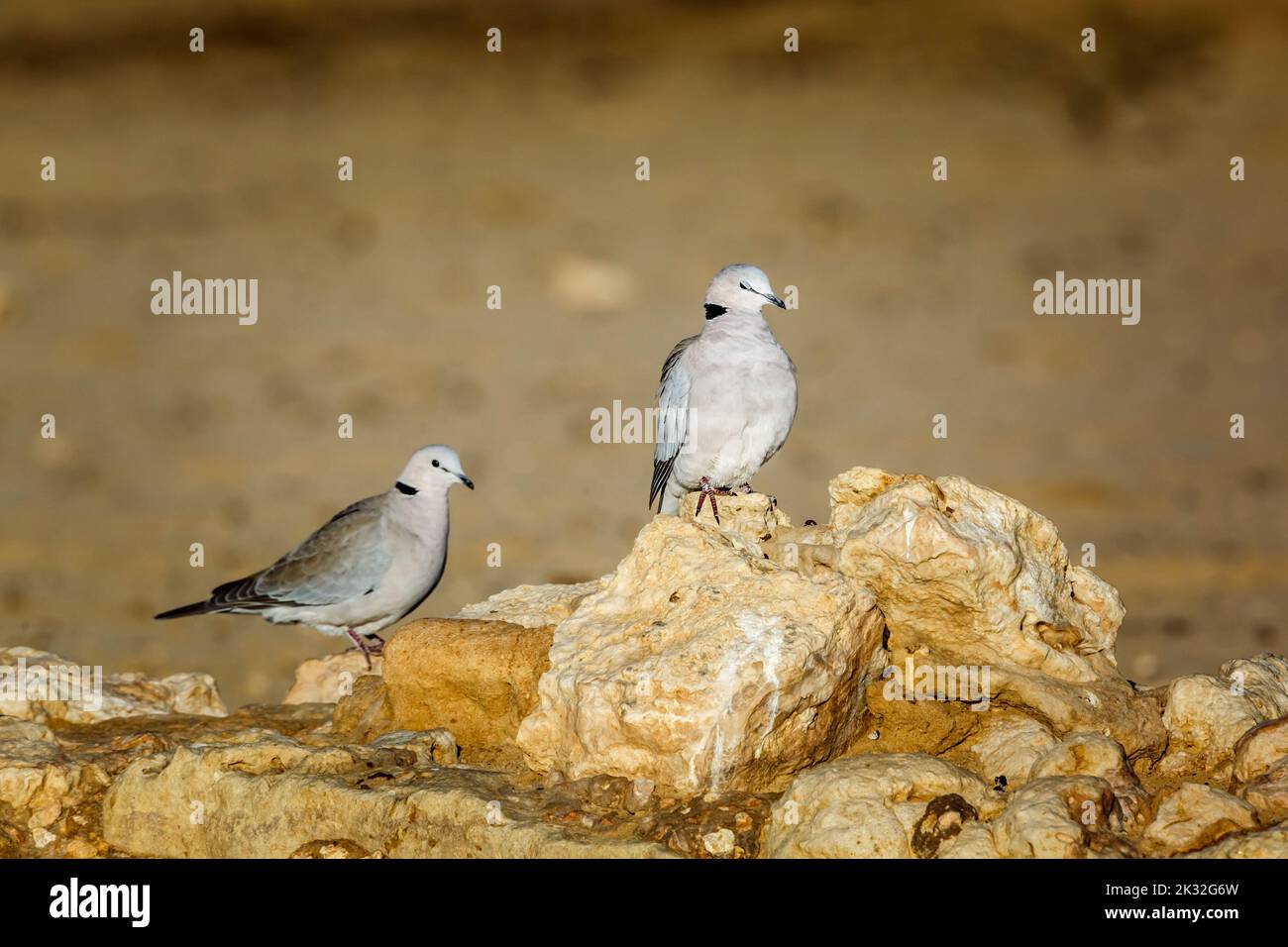 Two Ring-necked Dove standing on rock in desert area in Kgalagadi ...