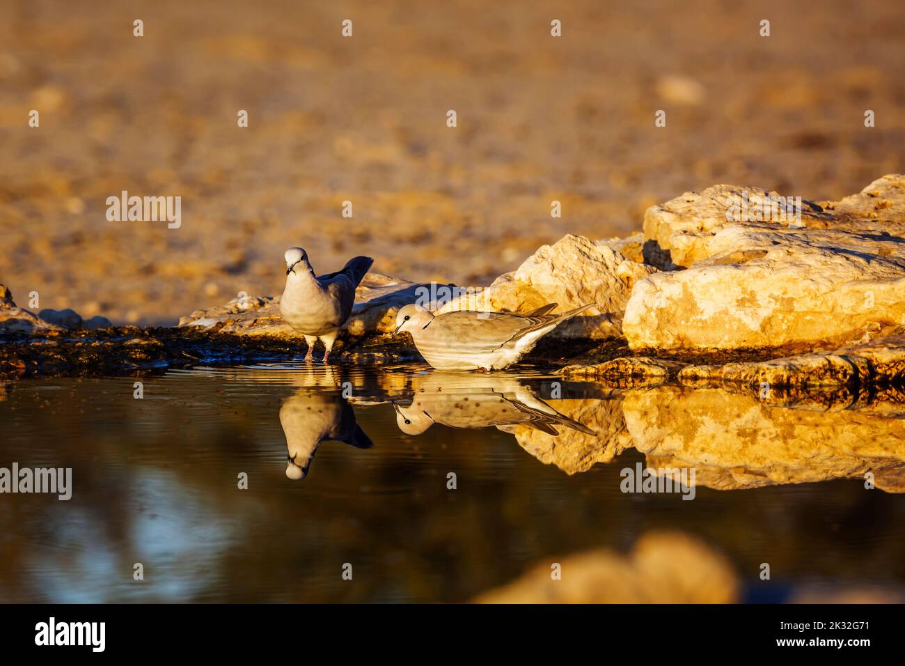 Two Ring-necked Dove in waterhole with reflection at dawn in Kgalagadi ...