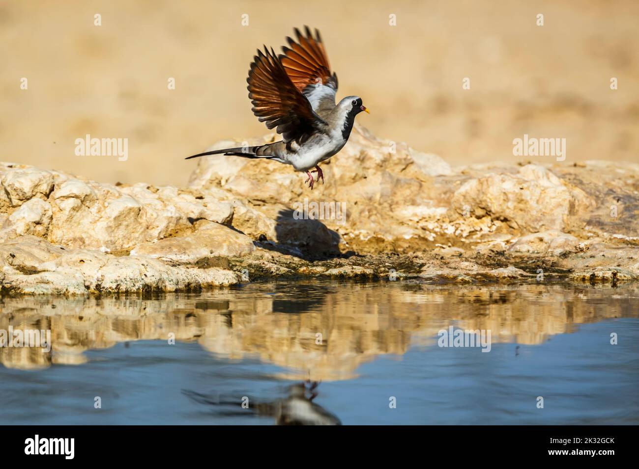 Namaqua Dove flying over waterhole in Kgalagadi transfrontier park ...