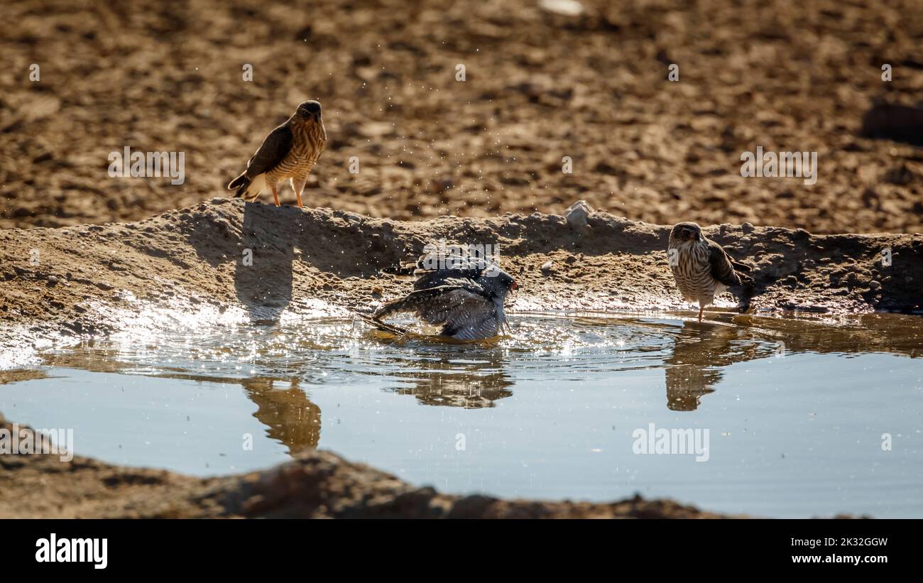 Gabar Goshawk bathing with two juveniles watchng in Kgalagadi ...