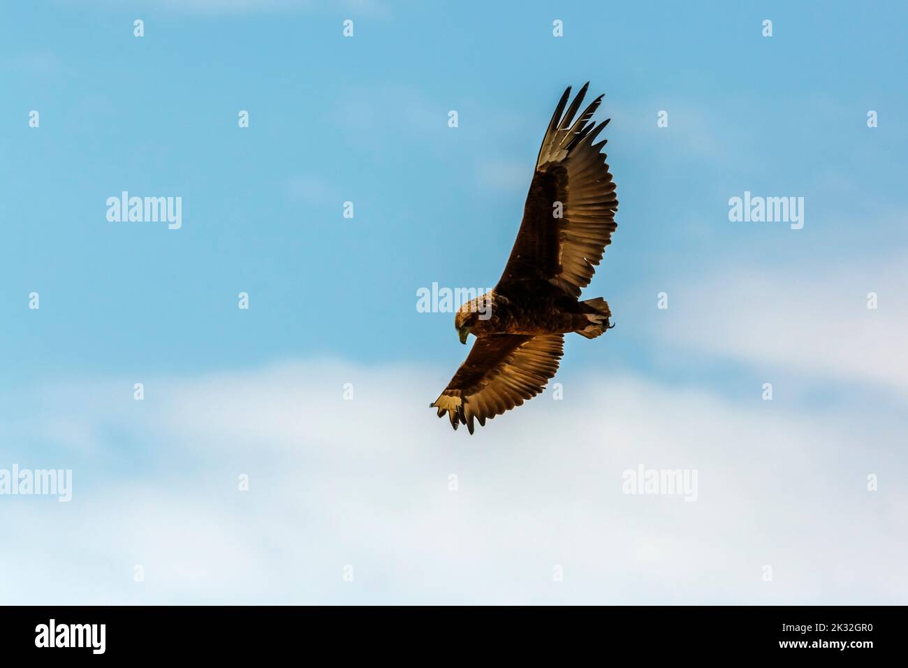 Bateleur Eagle juvenile in flight isolated in blue sky in Kgalagadi ...
