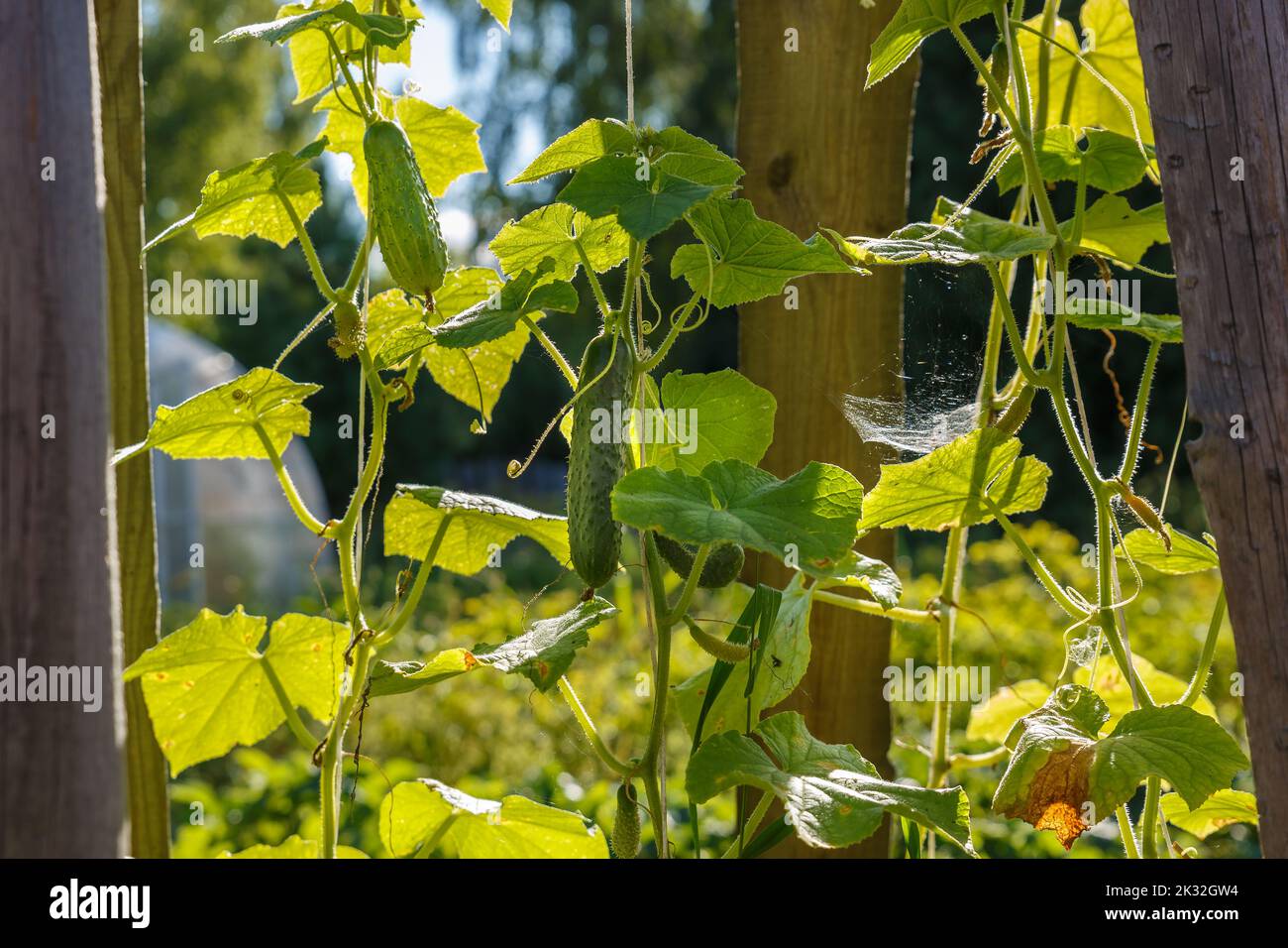 cucumbers ripen on a bed in the sun. Homemade cucumber cultivation and ...