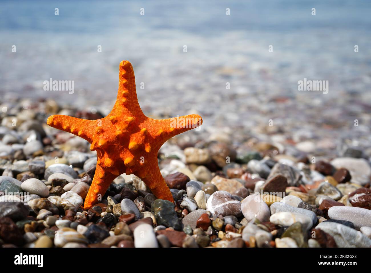 orange starfish on the beach Stock Photo - Alamy