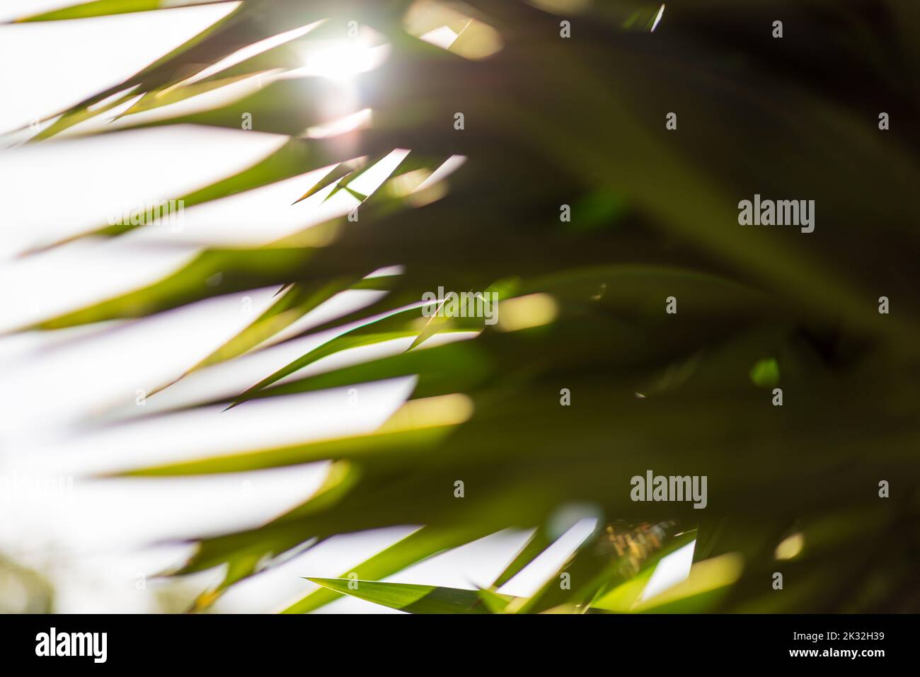 Sun light passing through leaves hi-res stock photography and images ...