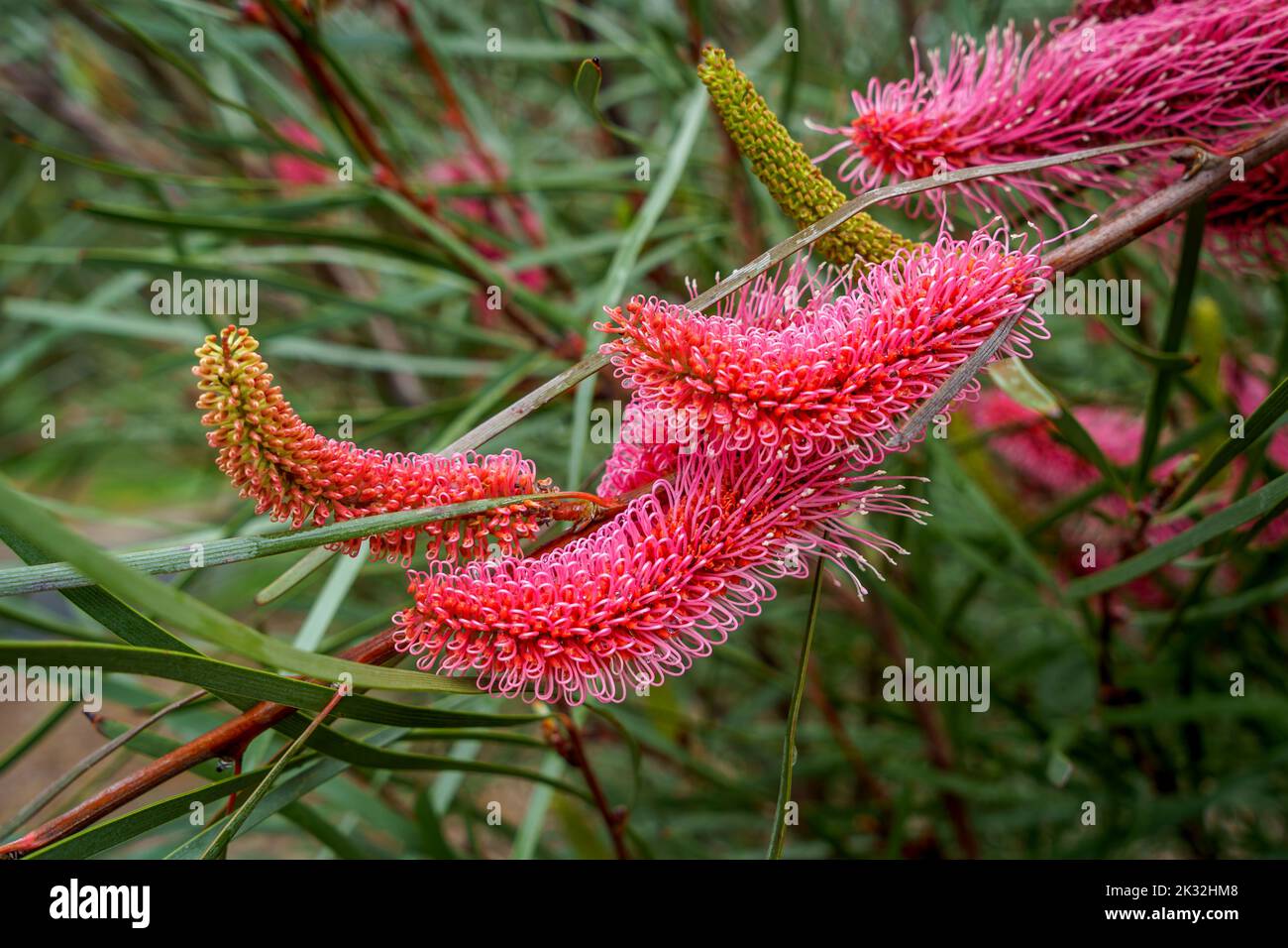 Hakea flowers hi-res stock photography and images - Alamy