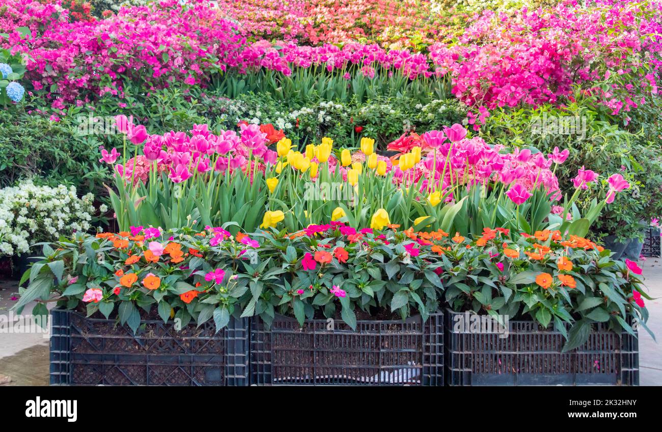 The inside view of the flower shed in the“Hua Wu Ren Ren” scenic spot ...