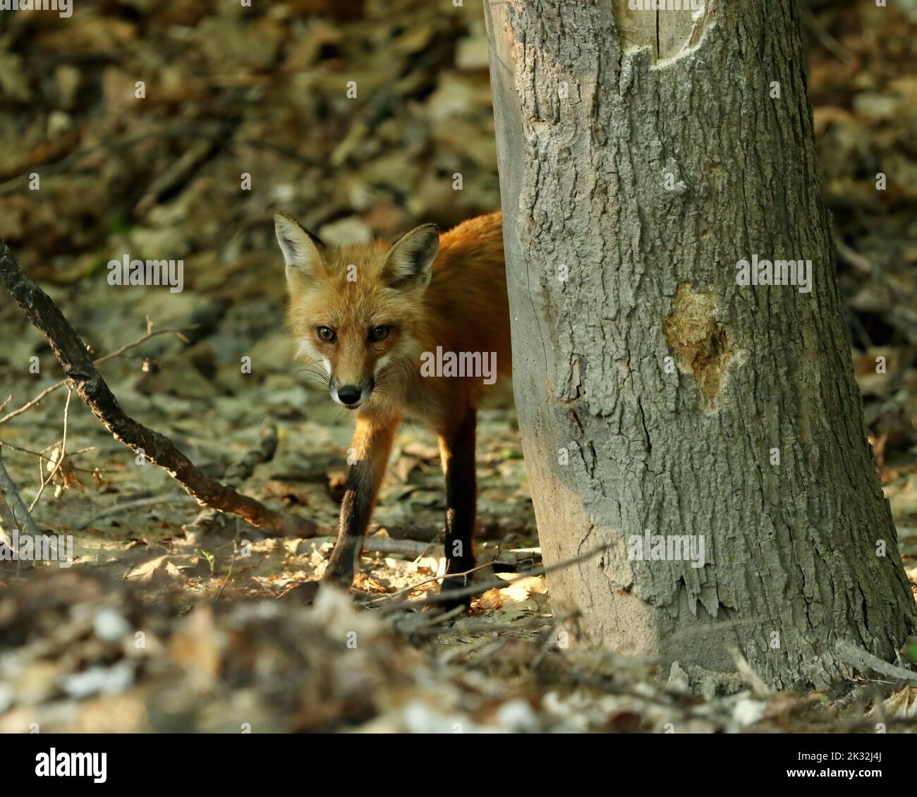 Baby fox hi-res stock photography and images - Alamy