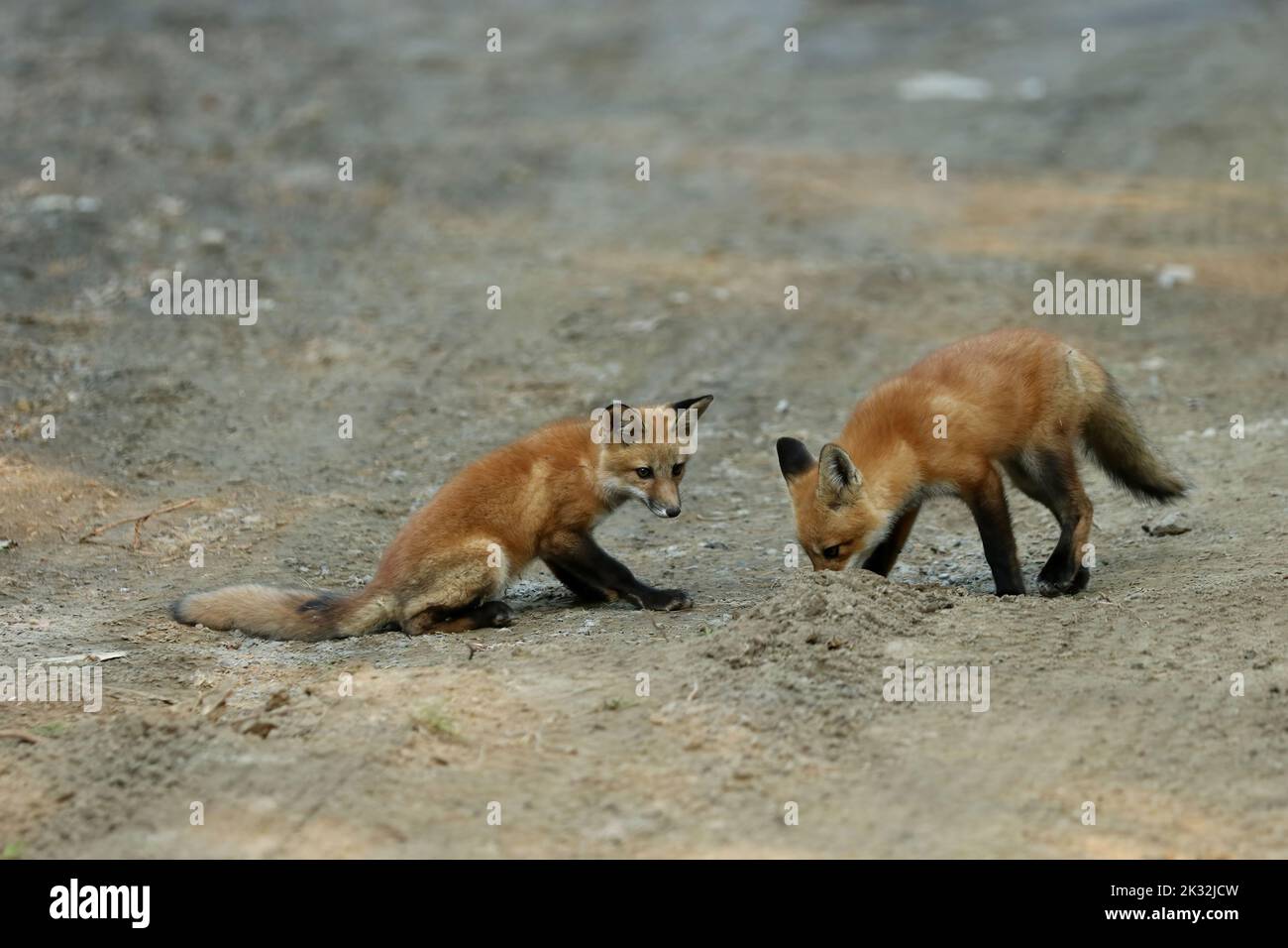 Cheeky pose hi-res stock photography and images - Alamy