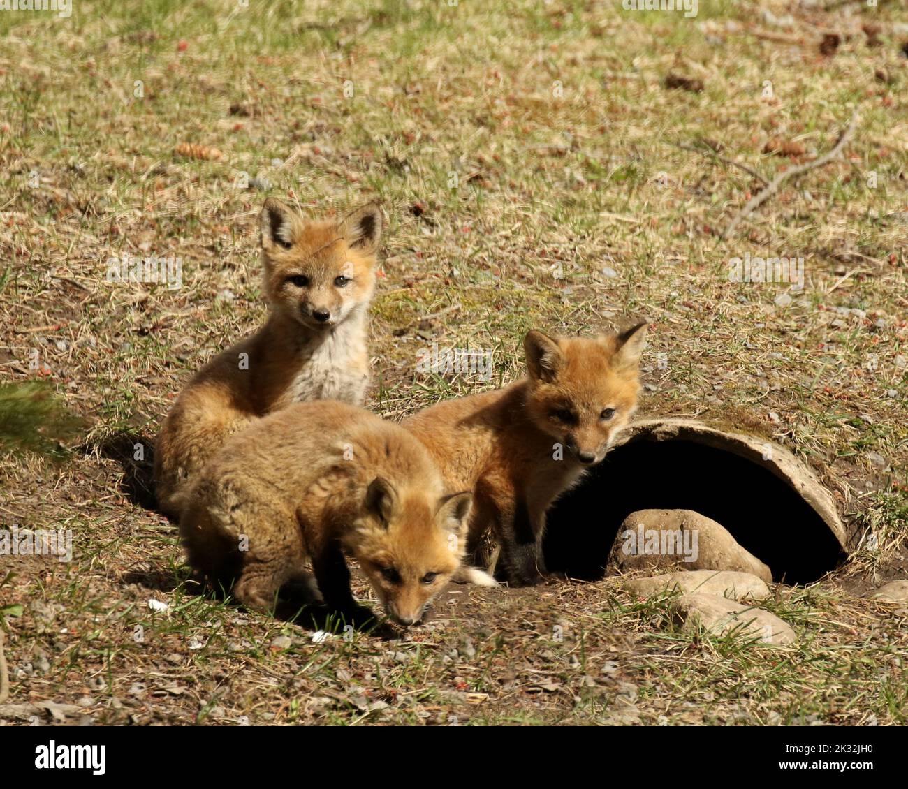 Beauty kits hi-res stock photography and images - Alamy