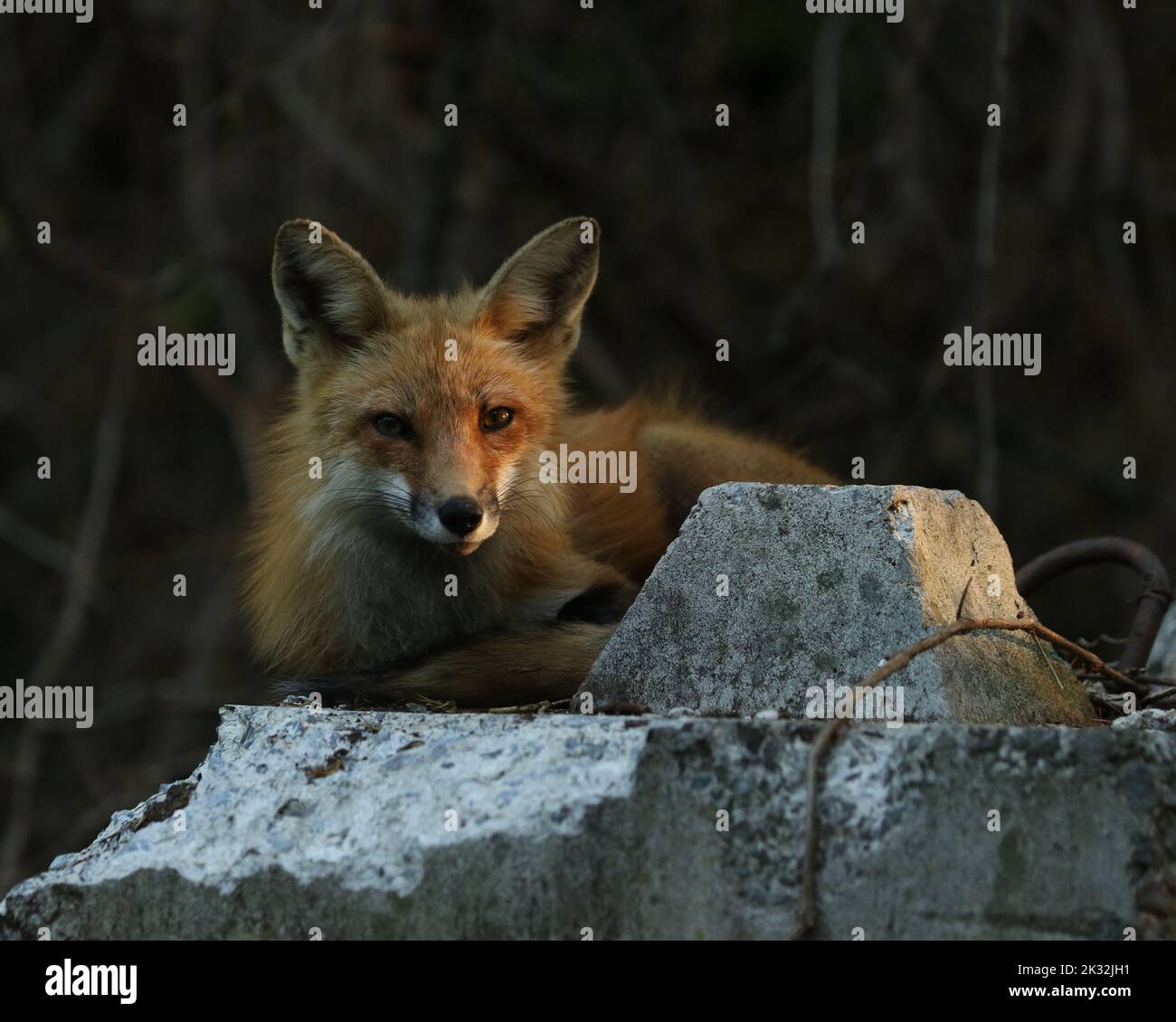 Cheeky little fox hi-res stock photography and images - Alamy