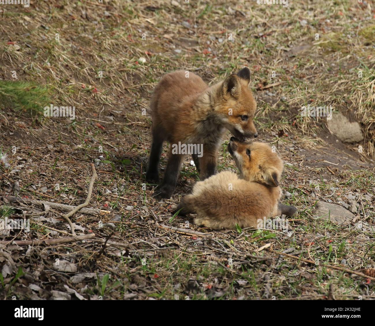 Cheeky little fox hi-res stock photography and images - Alamy