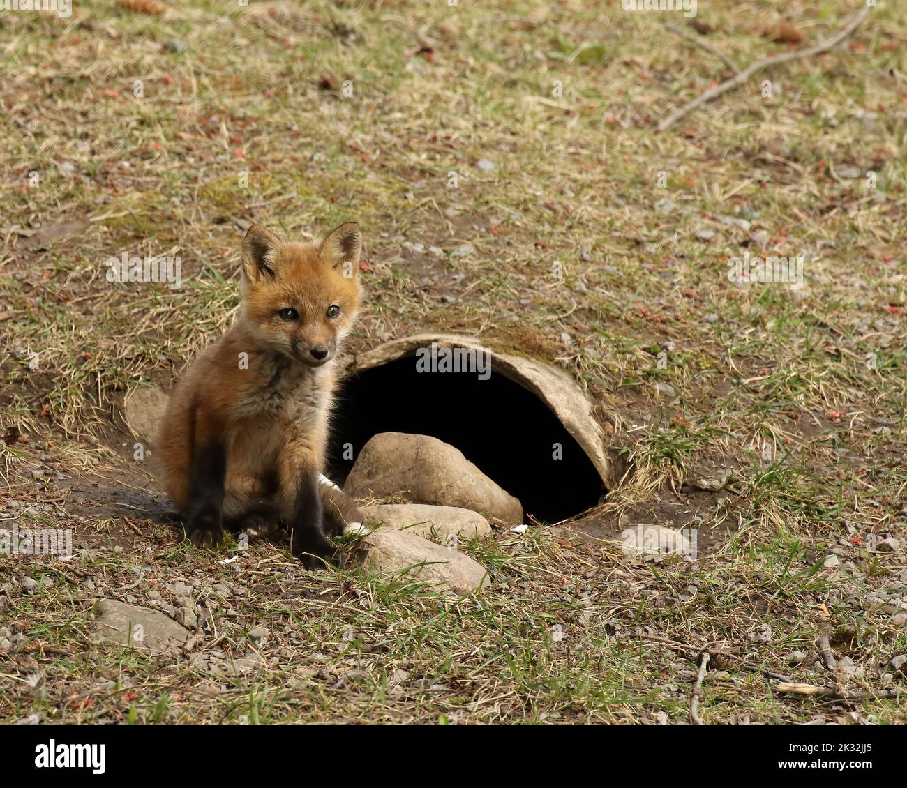 Cheeky little fox hi-res stock photography and images - Alamy