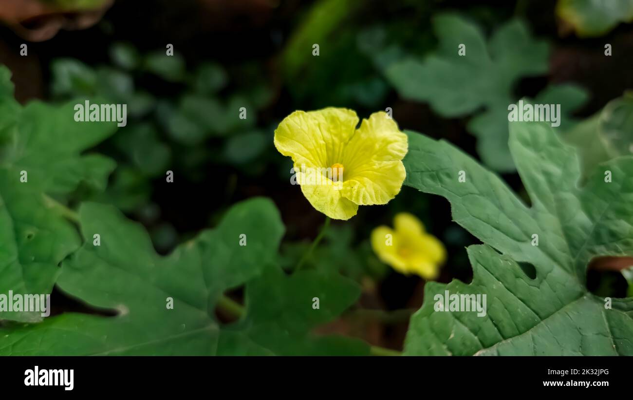 A closeup shot of blooming yellow wildflowers Stock Photo - Alamy