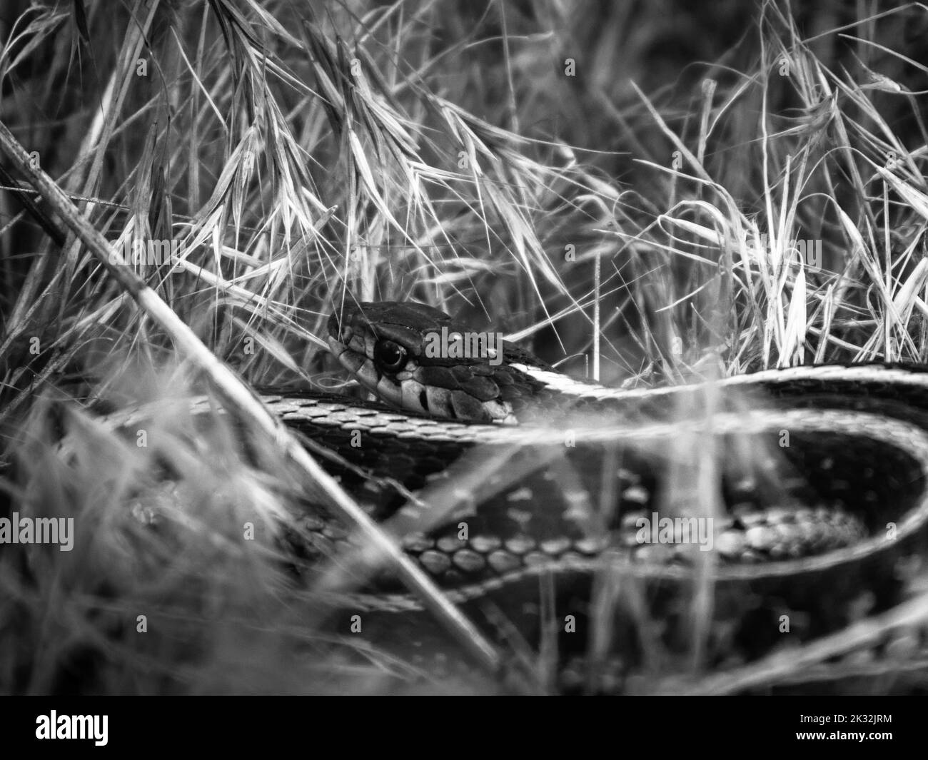 A grayscale of a plains garter snake in the grass Stock Photo - Alamy