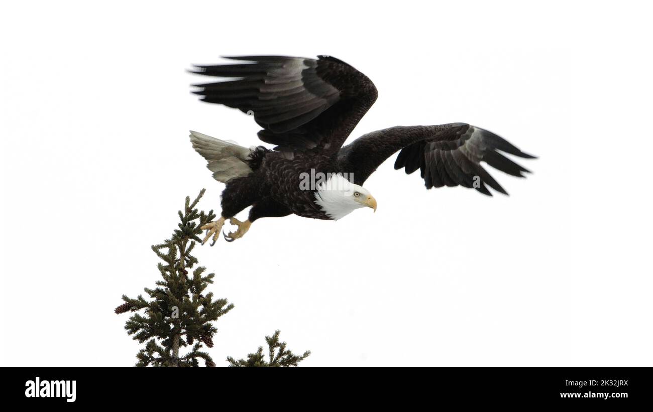 A bald eagle flying over a green tree isolated on the white background ...