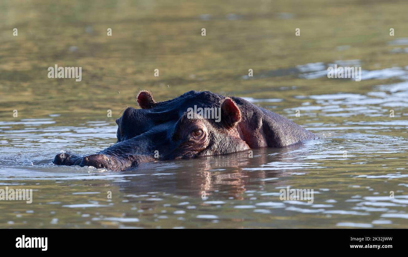 Hippopotamus (Hippopotamus amphibius) Pilanesberg Nature Reserve, South ...