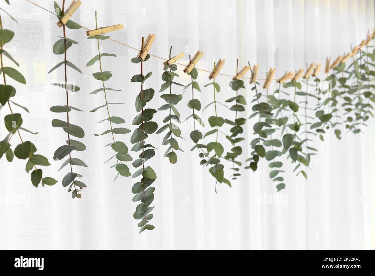 A string of Eucalyptus leaves in front of white draping Stock Photo - Alamy