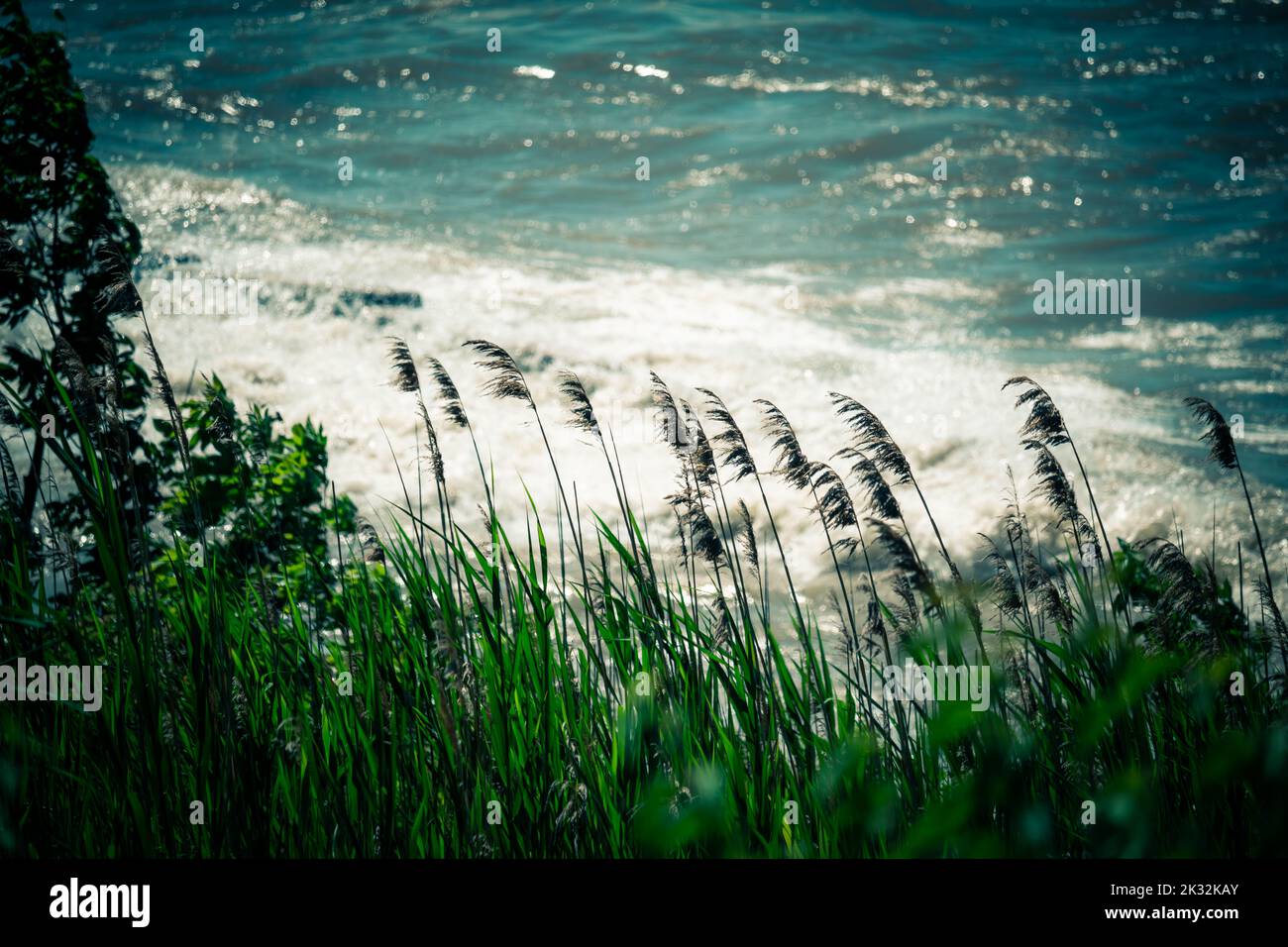 A beautiful shot of reeds blowing in the wind on the shore of Lake Erie ...