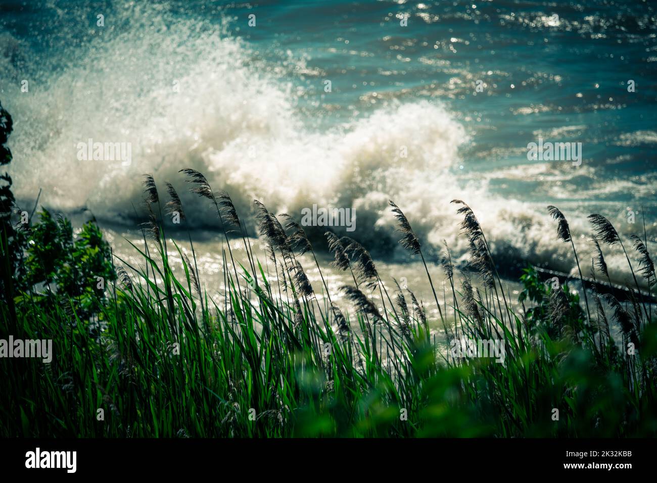 A beautiful shot of reeds blowing in the wind on the shore of Lake Erie ...
