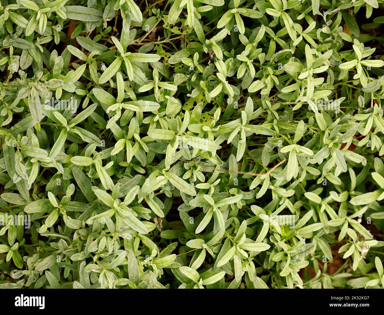 Mound forming hi-res stock photography and images - Alamy