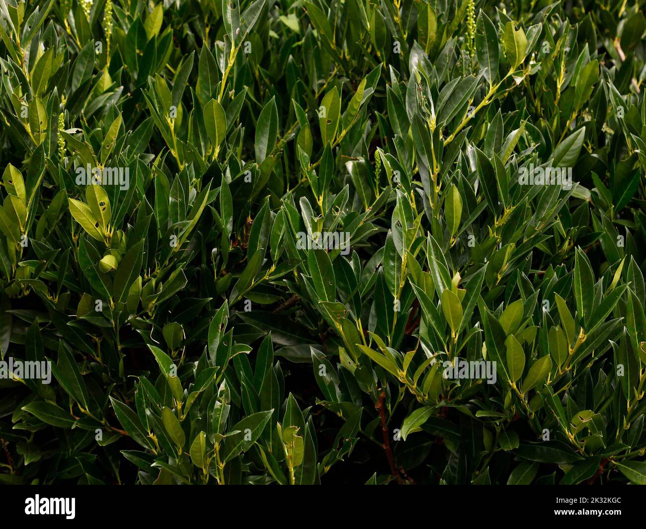 Close up of the low growing evergreen garden shrub Prunus laurocerasus ...