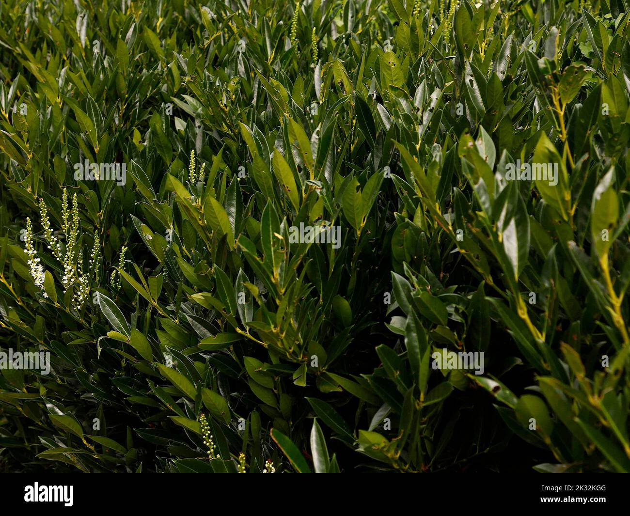 Prunus laurocerasus otto luyken hi-res stock photography and images - Alamy