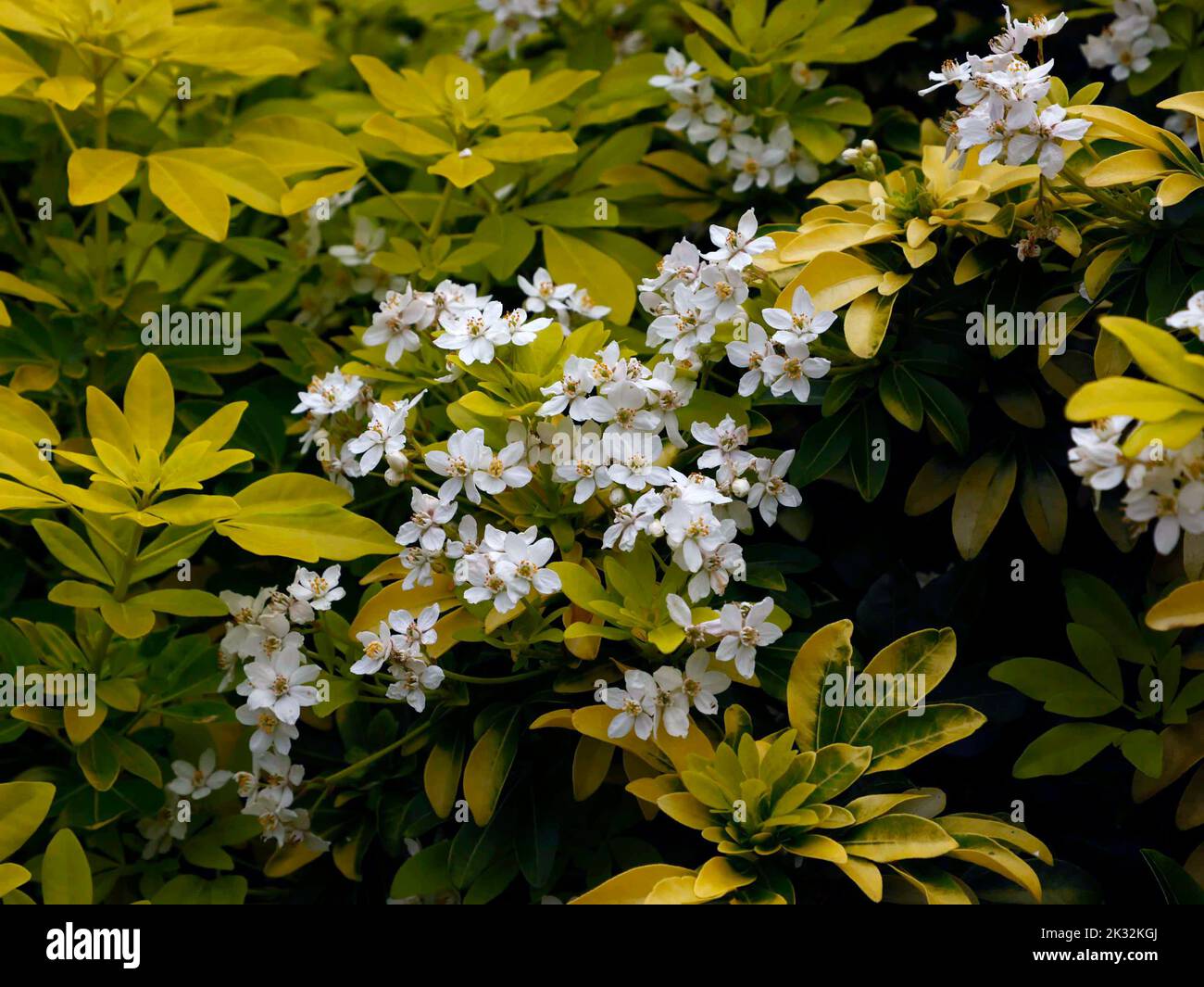 Close up of the evergreen garden shrub with glossy bright yellow leaves ...