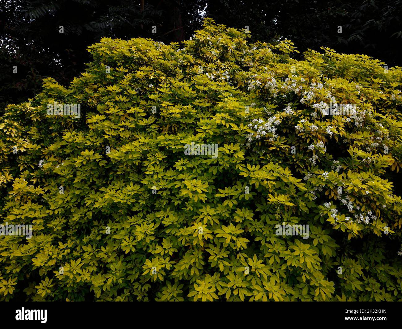 Close up of the evergreen garden shrub with glossy bright yellow leaves ...