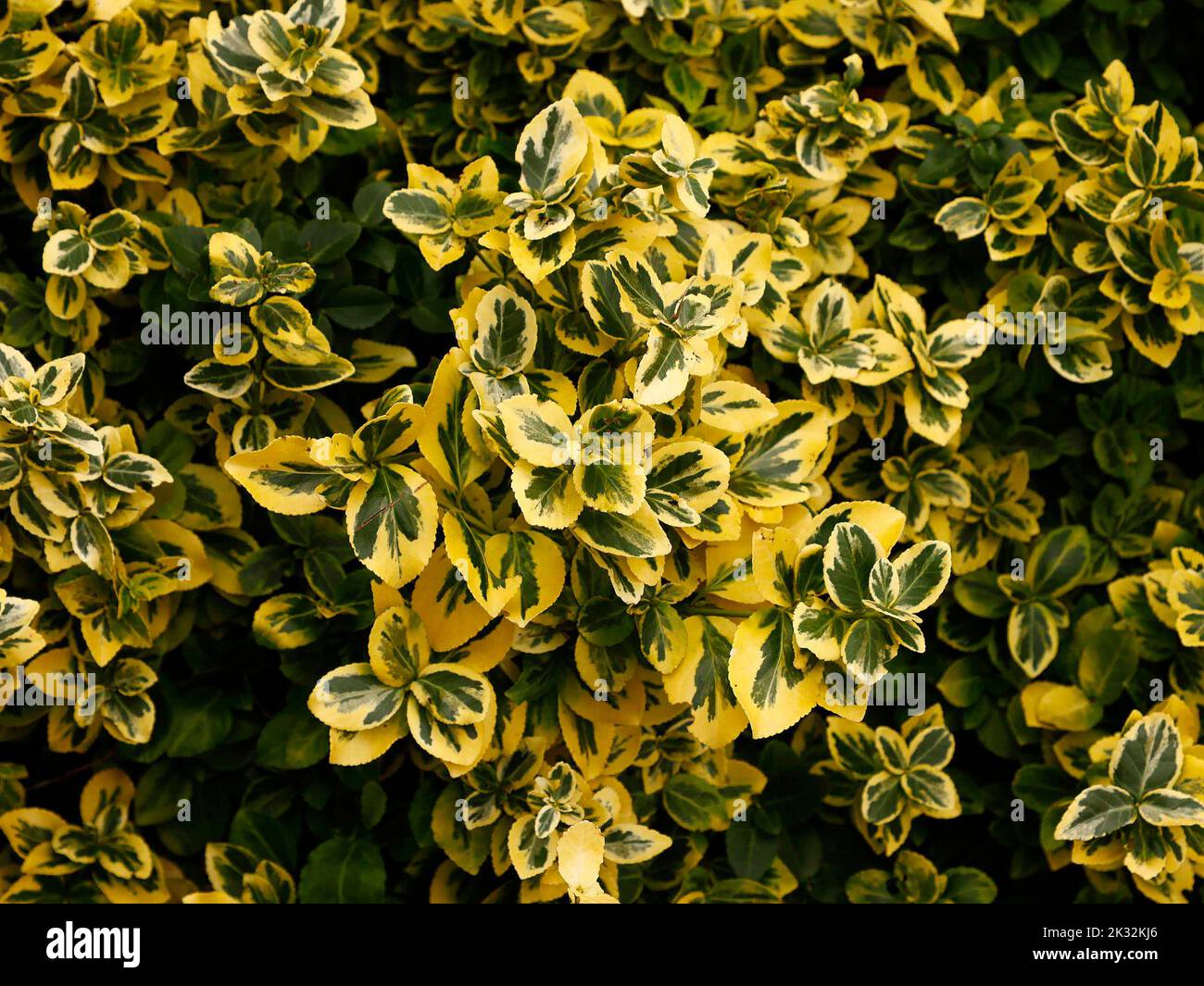 Close up of the evergreen garden shrub with yellow and cream variegated ...