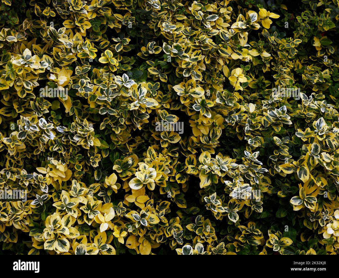 Close up of the evergreen garden shrub with yellow and cream variegated ...
