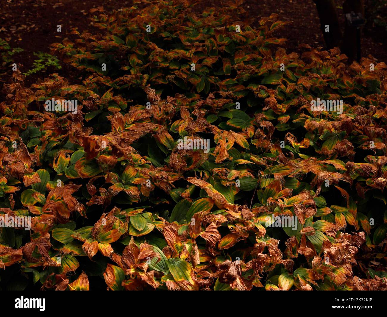 Losing moisture content hi-res stock photography and images - Alamy