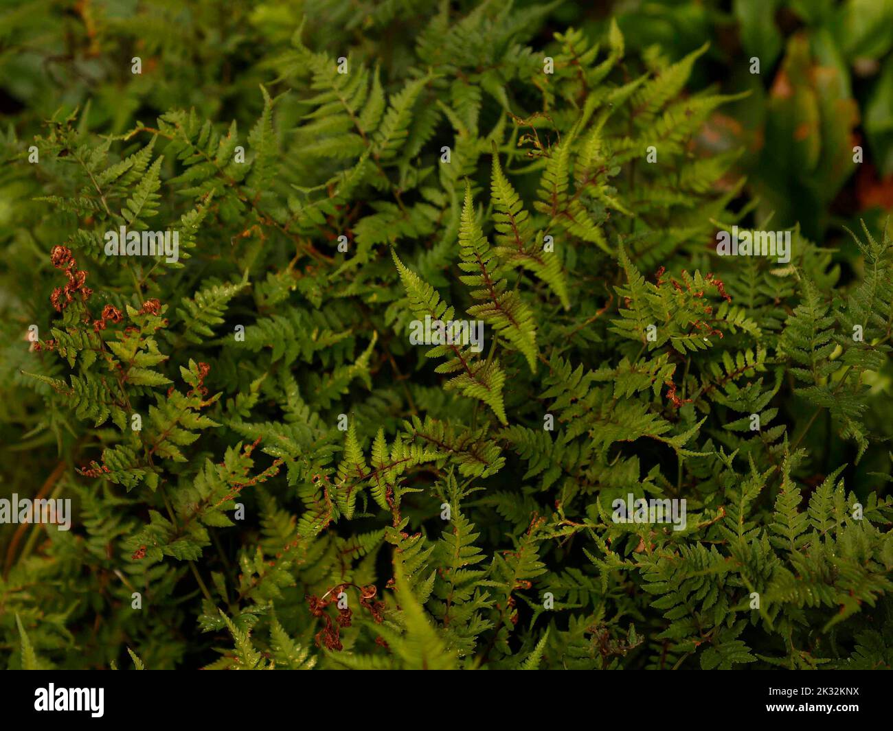 Close up of the leaves of the deciduous garden fern Athyrium niponicum ...