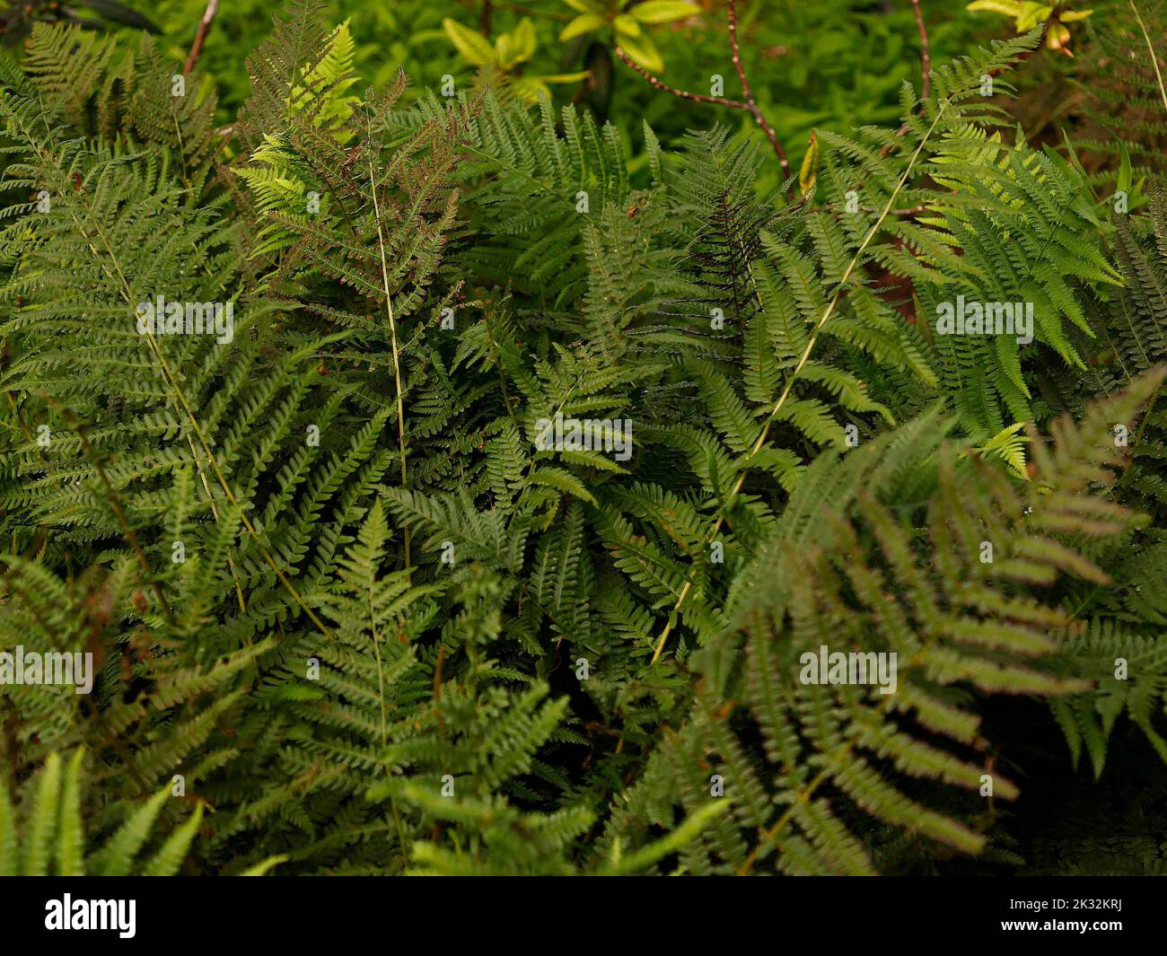 Close up of the South-African fern Dryopteris dracomontana Drakensberg ...