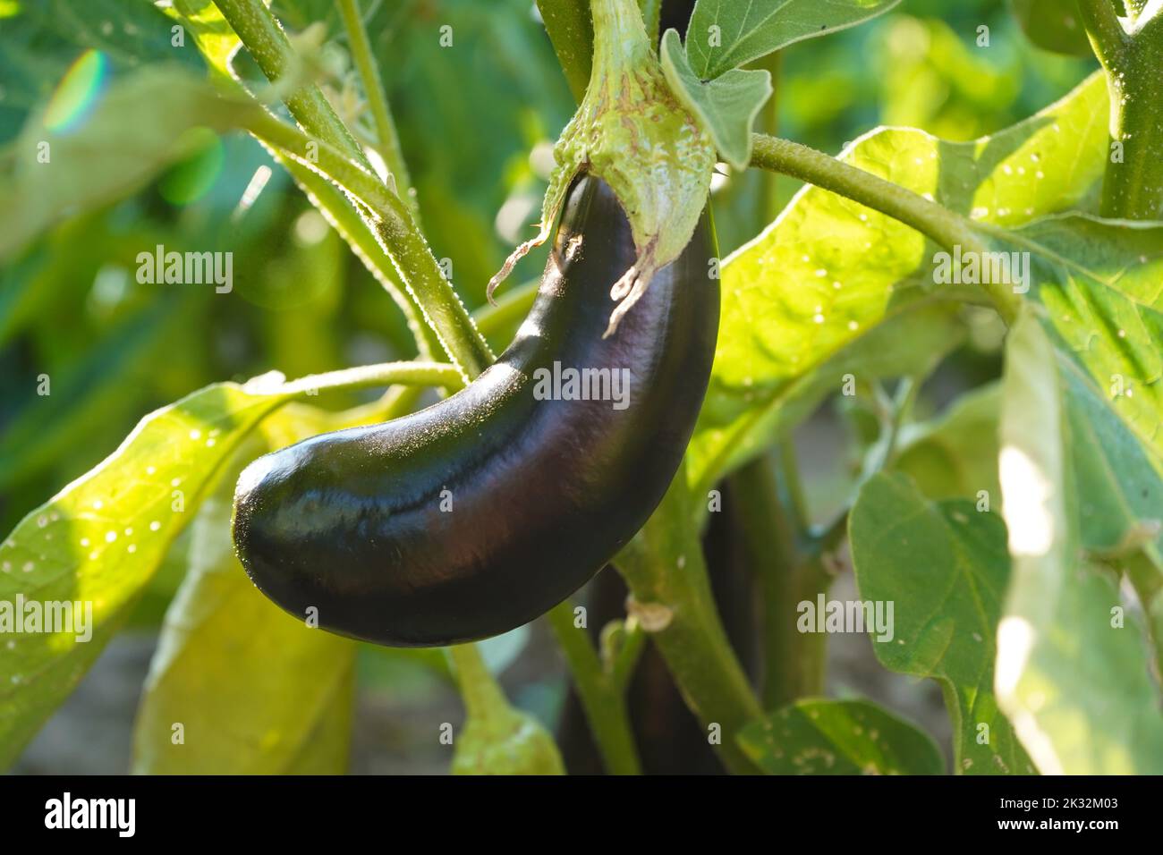Eggplant plant growing in garden. Aubergine vegetables harvest ...