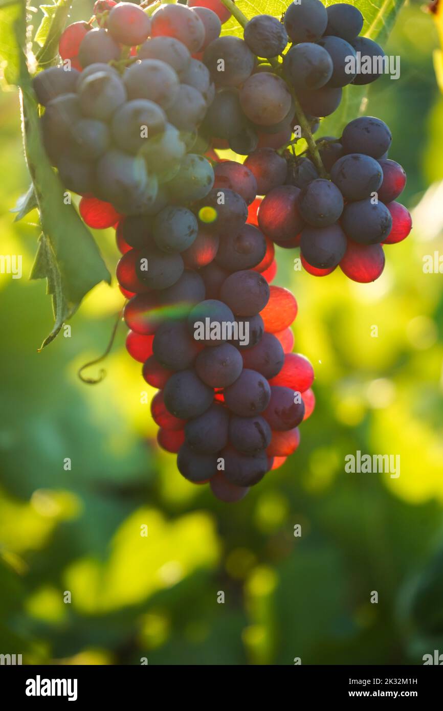 close up view of bunch of grapes at sunrise, warm sunlight. autumn ...