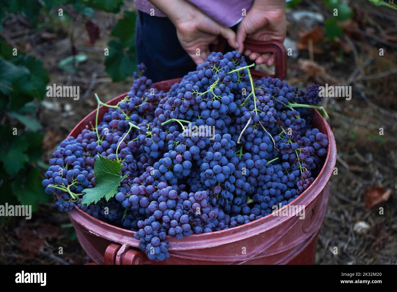 Kid holding bucket full of freshly harvested grapes. Grape harvesting ...