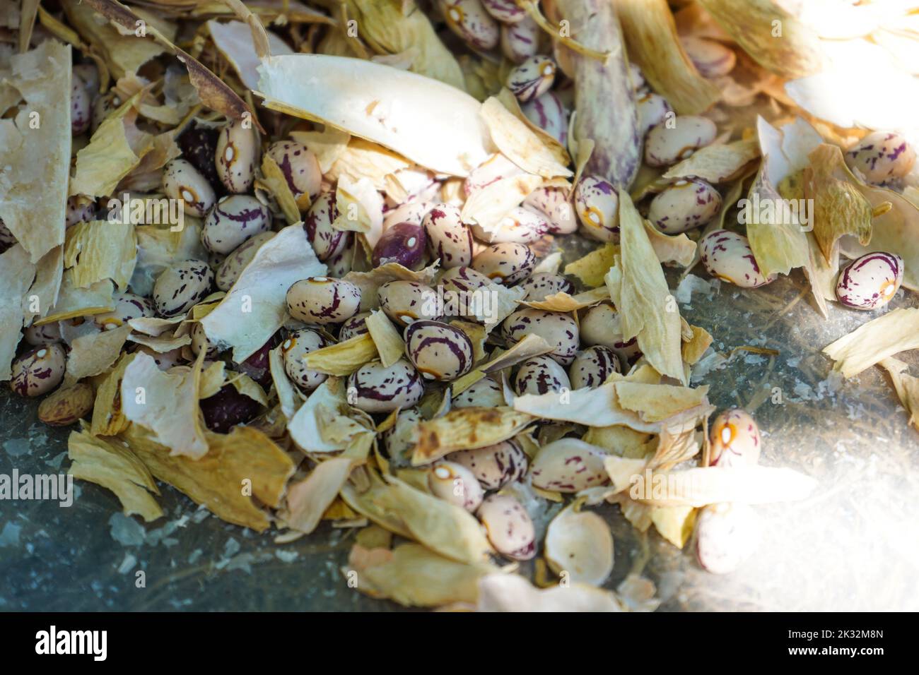 Process of cleaning dry Cranberry beans with husk. Beans pods. Top view ...
