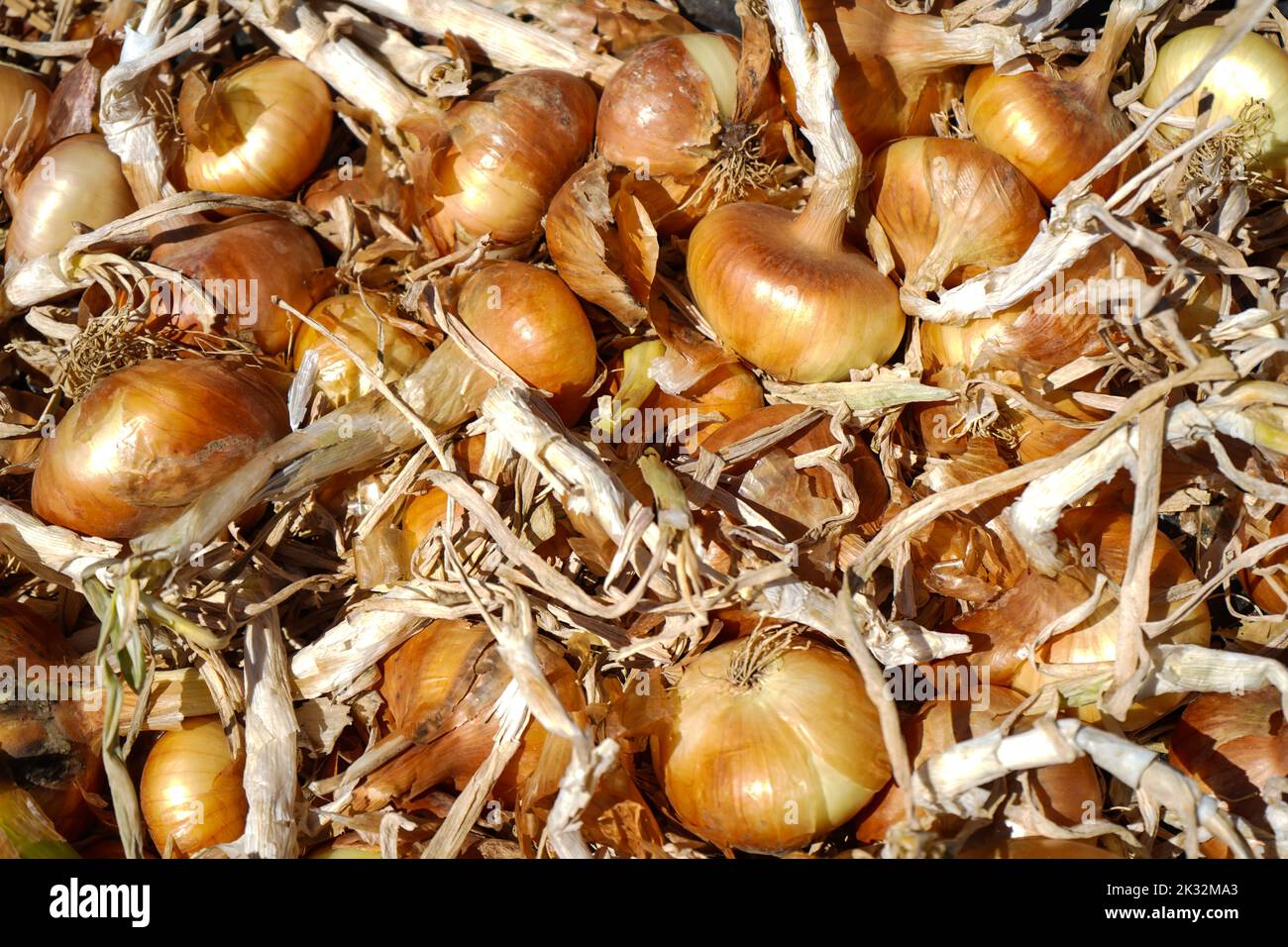 Agricultural background, a pile of beautiful bulb onions Stock Photo ...