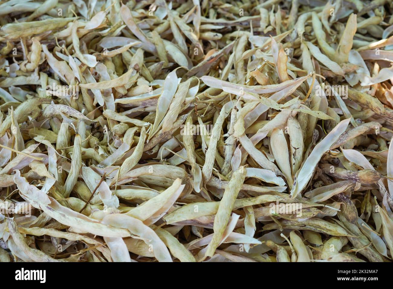 Haricot beans growing hi-res stock photography and images - Alamy