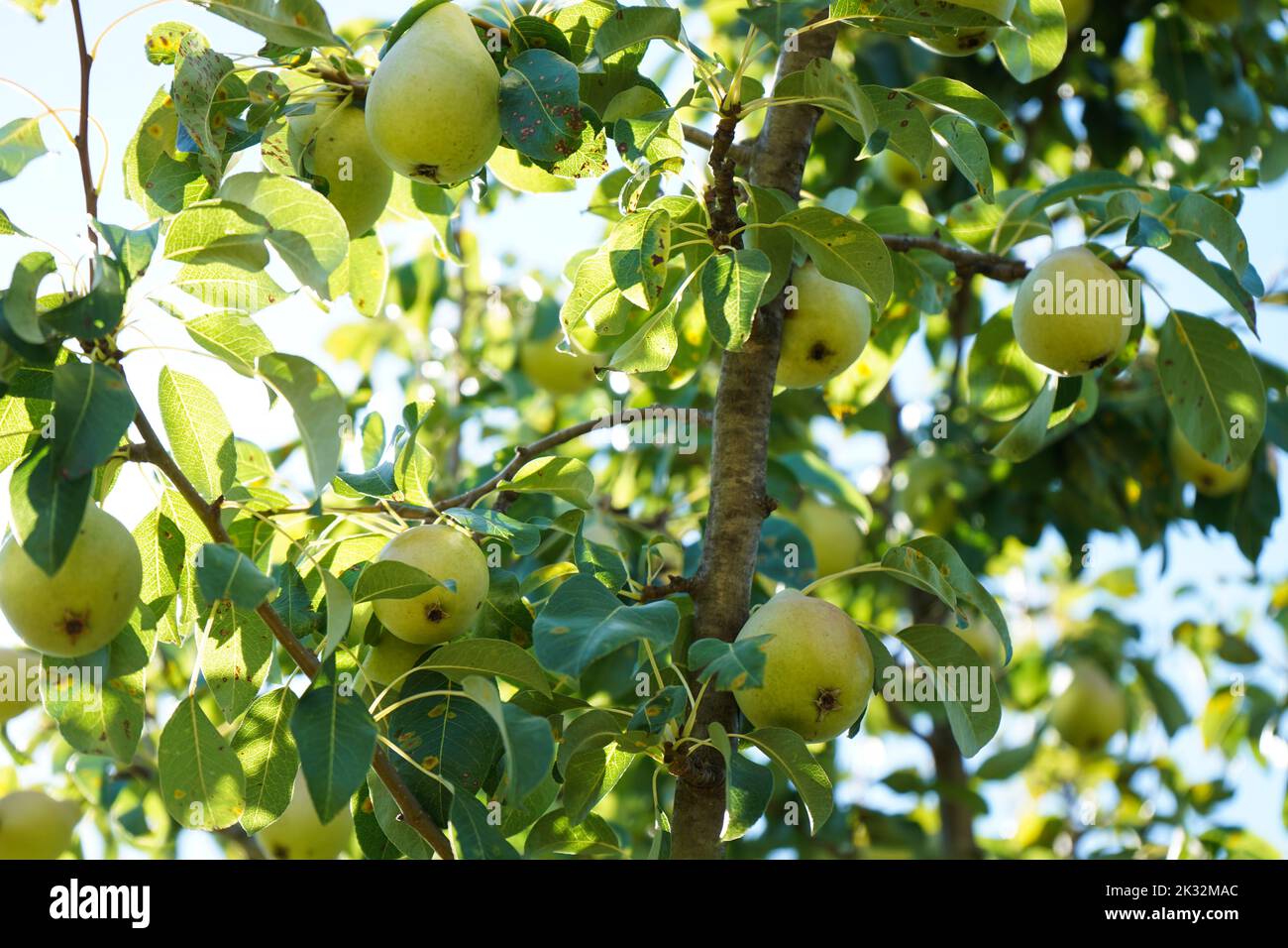 Lots of pears hi-res stock photography and images - Alamy