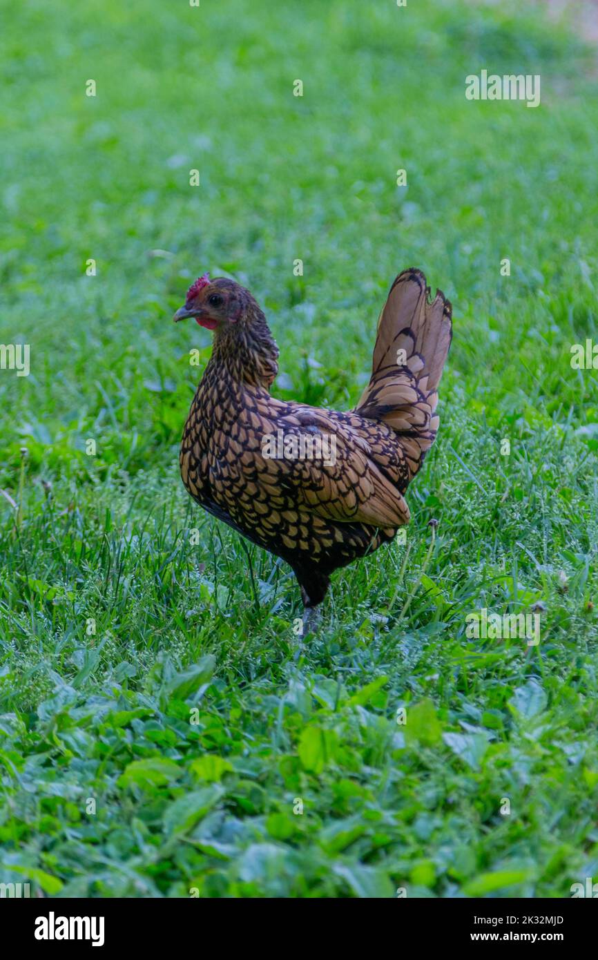 A view of a beautiful Sebright chicken on fresh grass in a field Stock ...