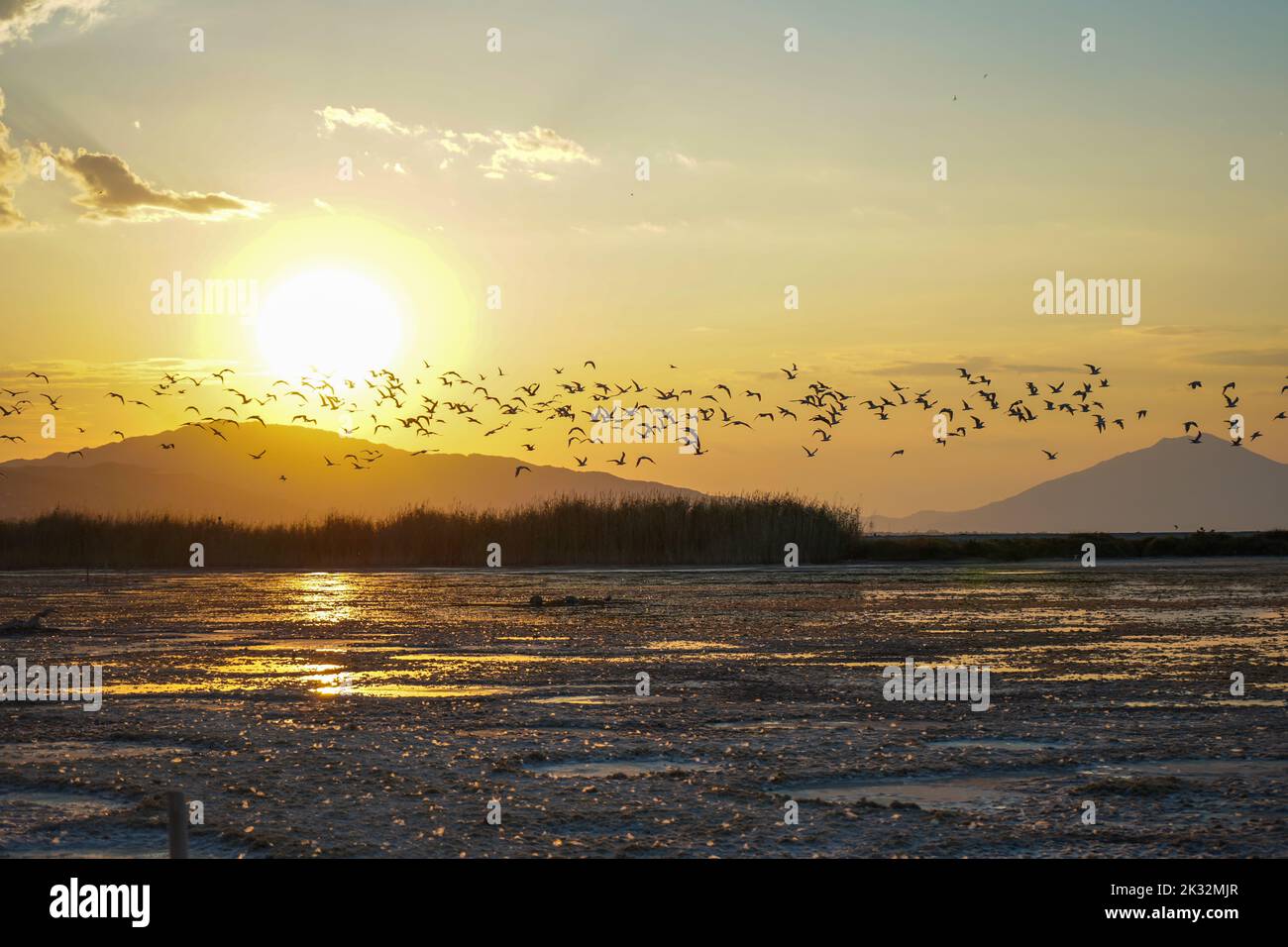 flock of birds flying at sunset over ornithological bay Stock Photo - Alamy